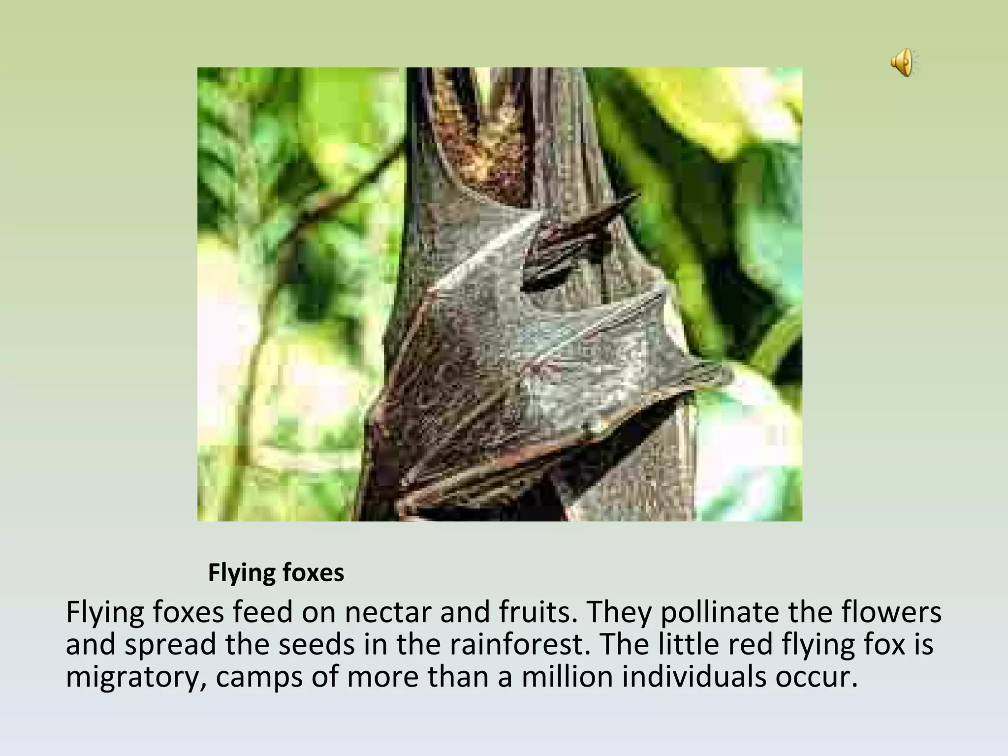 Rainforest Ecology | PPT