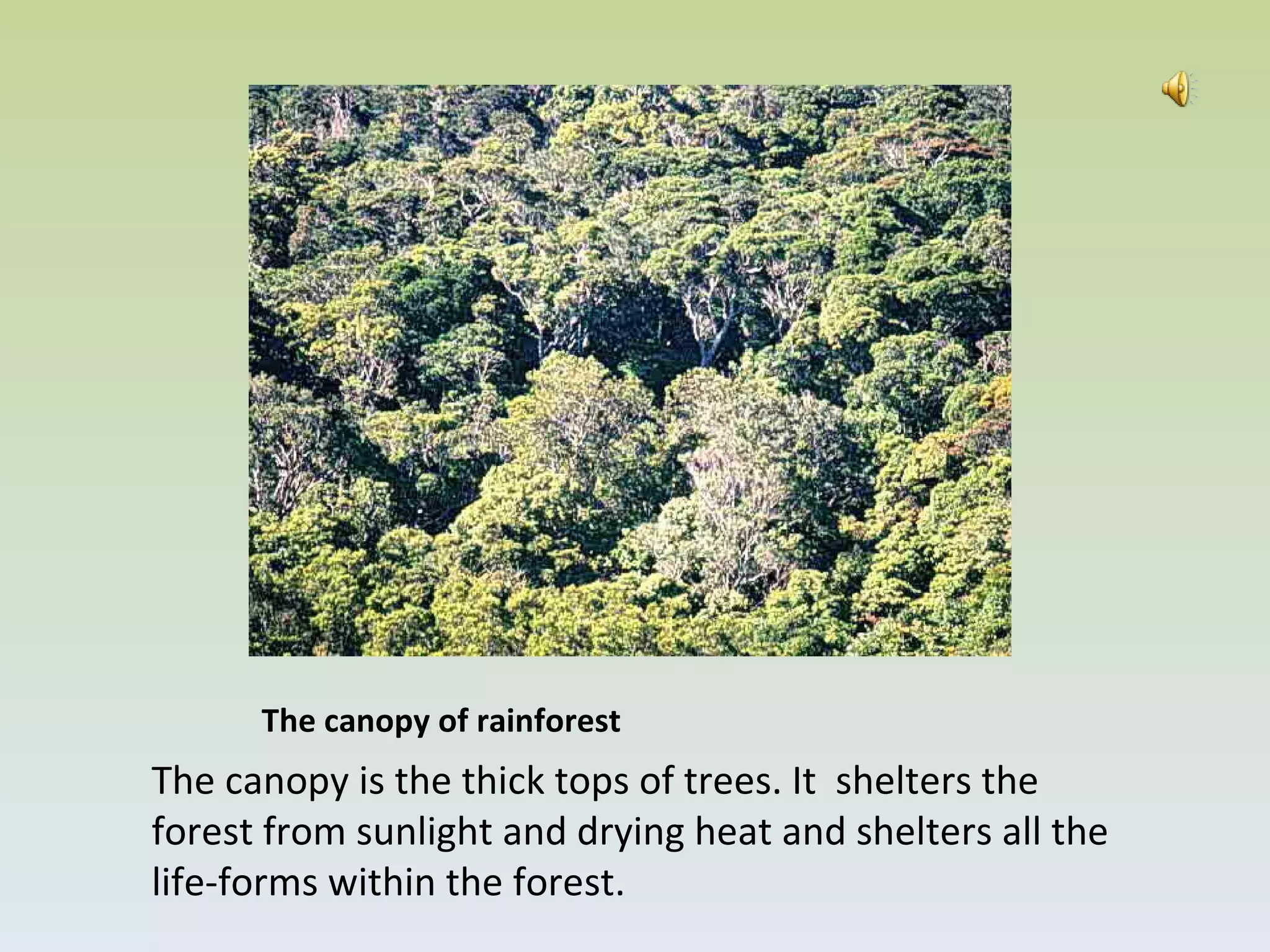 Rainforest Ecology | PPT
