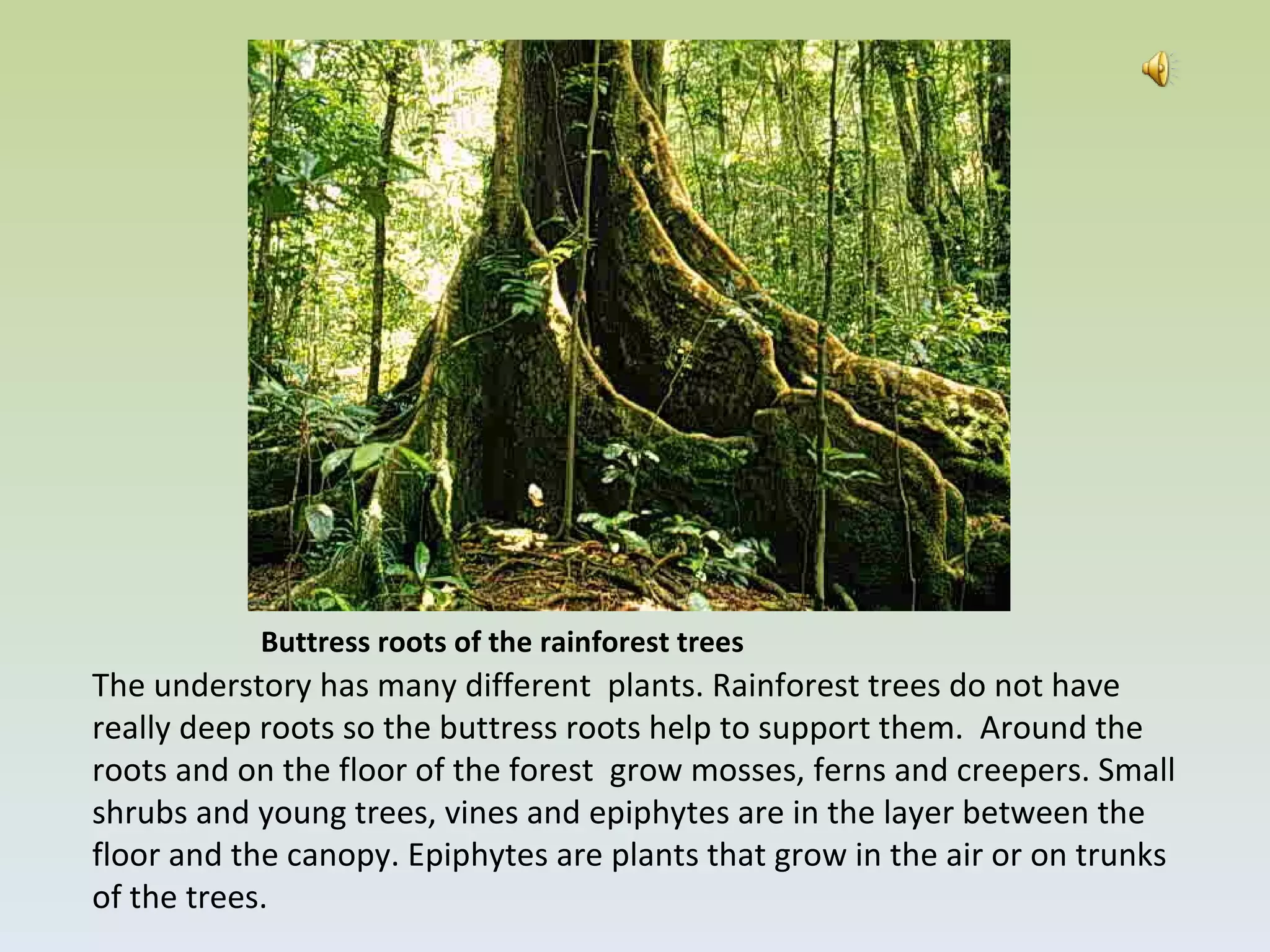 Rainforest Ecology | PPT