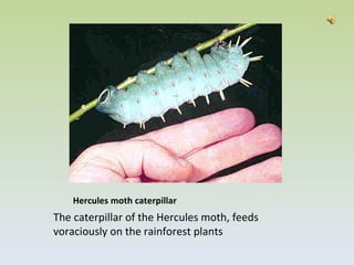 Rainforest Ecology | PPT