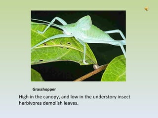 Rainforest Ecology | PPT