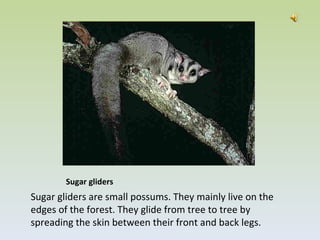 Rainforest Ecology | PPT