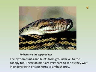 Rainforest Ecology | PPT