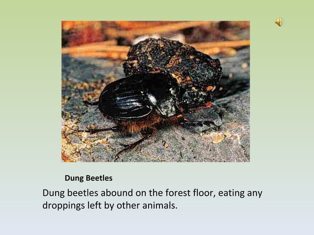 Rainforest Ecology | PPT