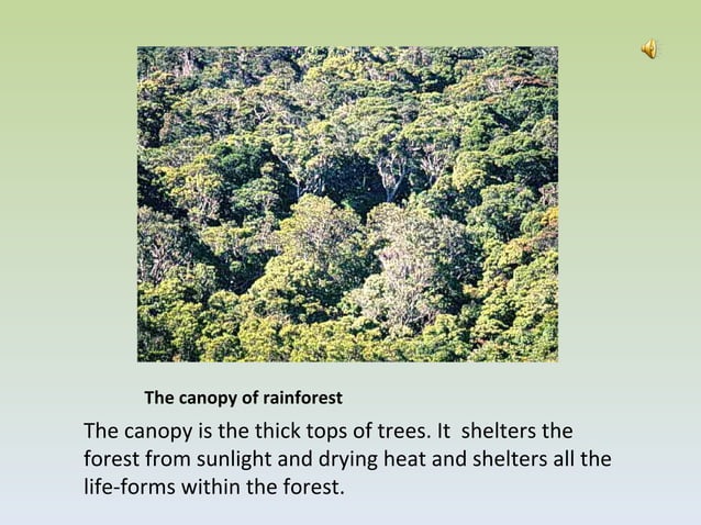 Rainforest Ecology | PPT