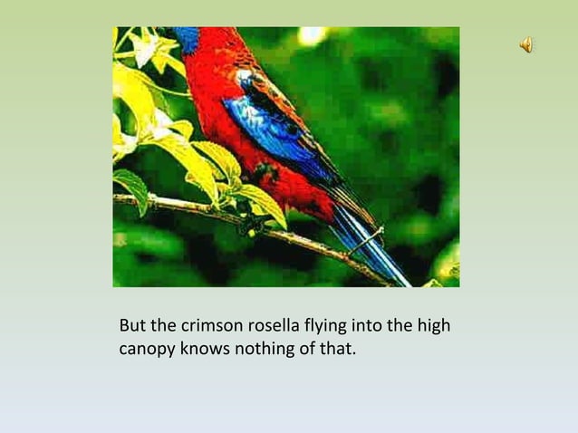 Rainforest Ecology | PPT