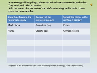 Rainforest Ecology | PPT
