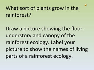 Rainforest Ecology | PPT
