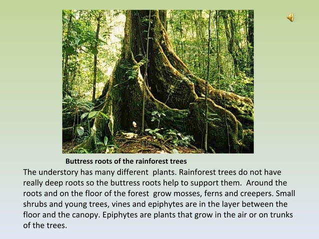 Rainforest Ecology | PPT