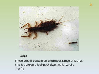 Rainforest Ecology | PPT