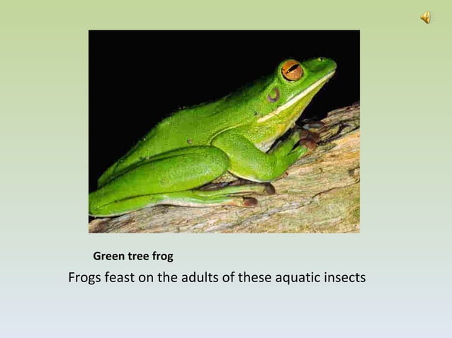 Rainforest Ecology | PPT