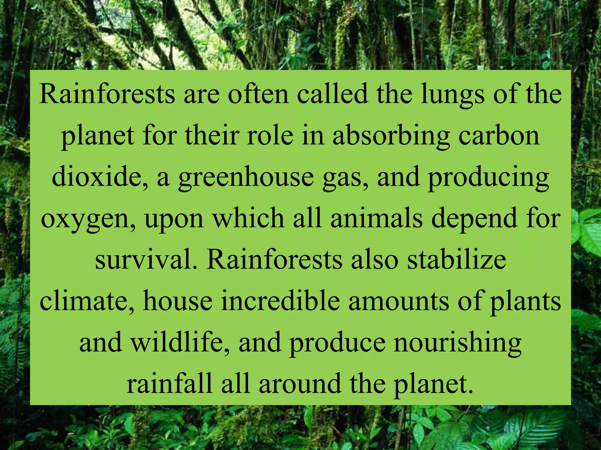 Why Should We Save the Rainforest? | PPTX