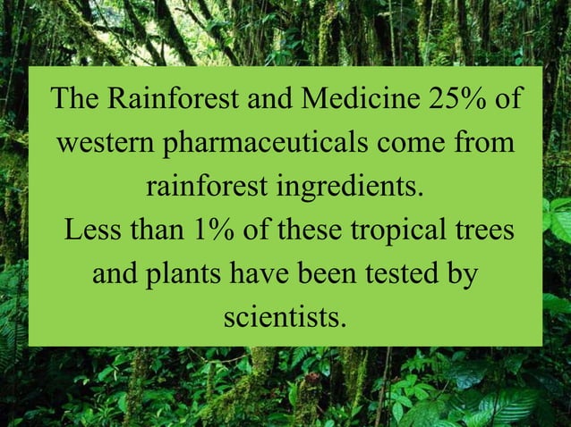 Why Should We Save the Rainforest? | PPTX | Geography | Science