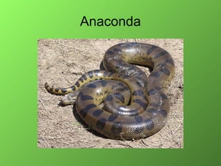 Rainforest flora & fauna | PPT