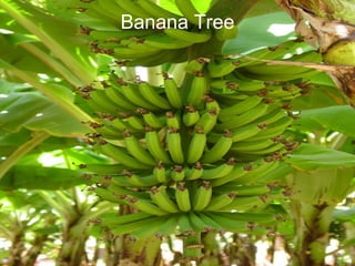 Rainforest Food[1] | PPT