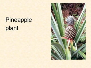 Rainforest Food[1] | PPT