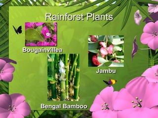 Rainforest habitat | PPT