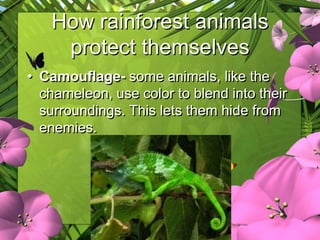 Rainforest habitat | PPT