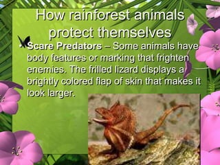 Rainforest habitat | PPT
