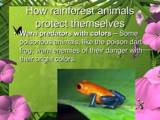 Rainforest habitat | PPT