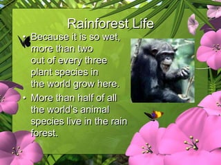 Rainforest habitat | PPT