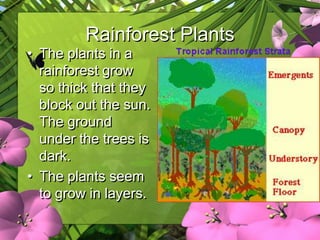 Rainforest habitat | PPT