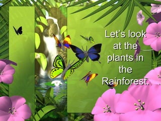 Rainforest habitat | PPT