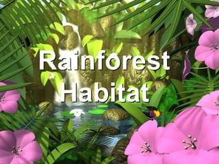 Rainforest Habitats