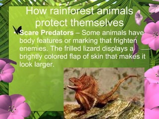 Rainforest habitat | PPT | Zoos & Aquariums | Attractions