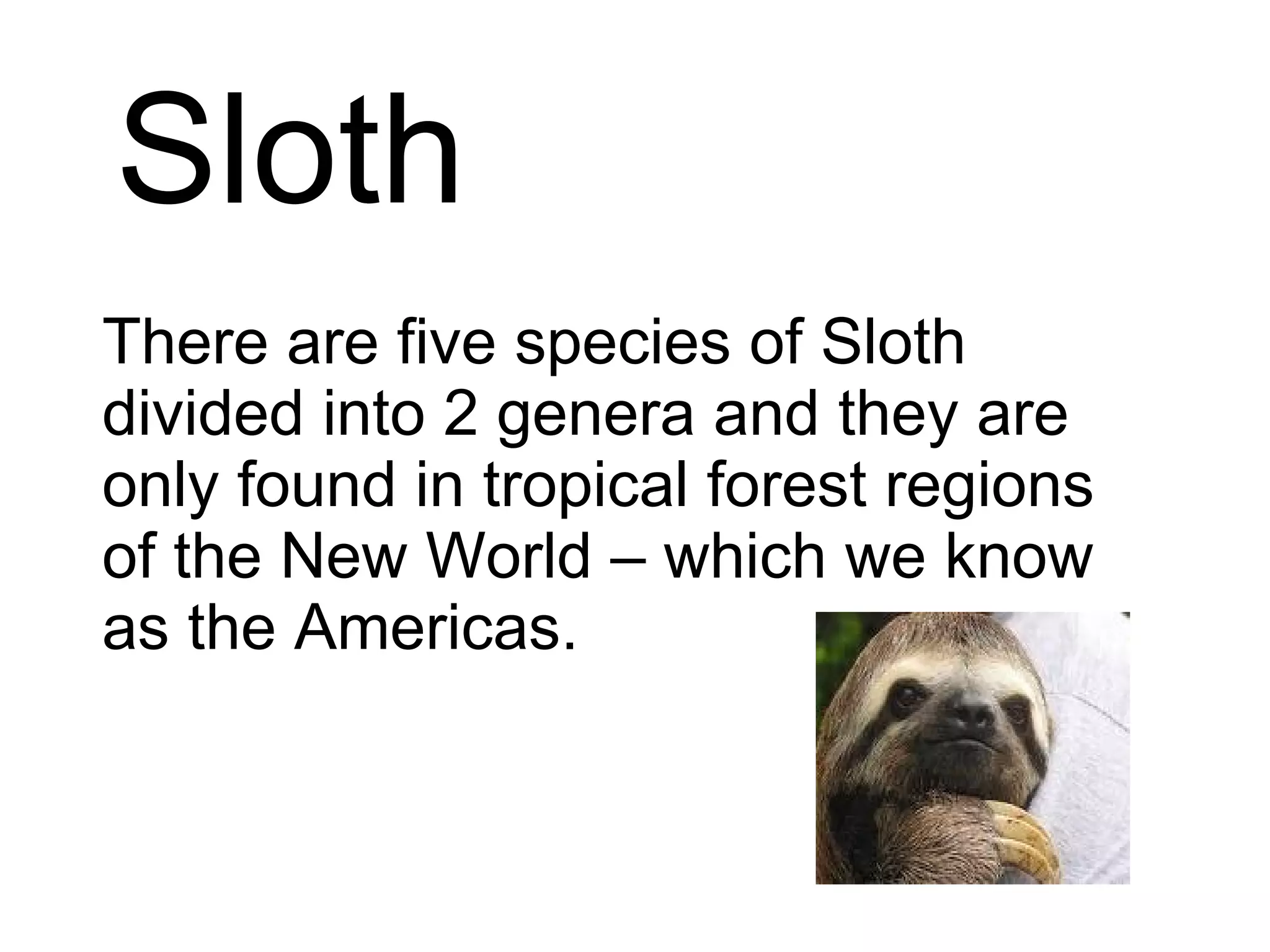 Rainforest homework sloth | PPT