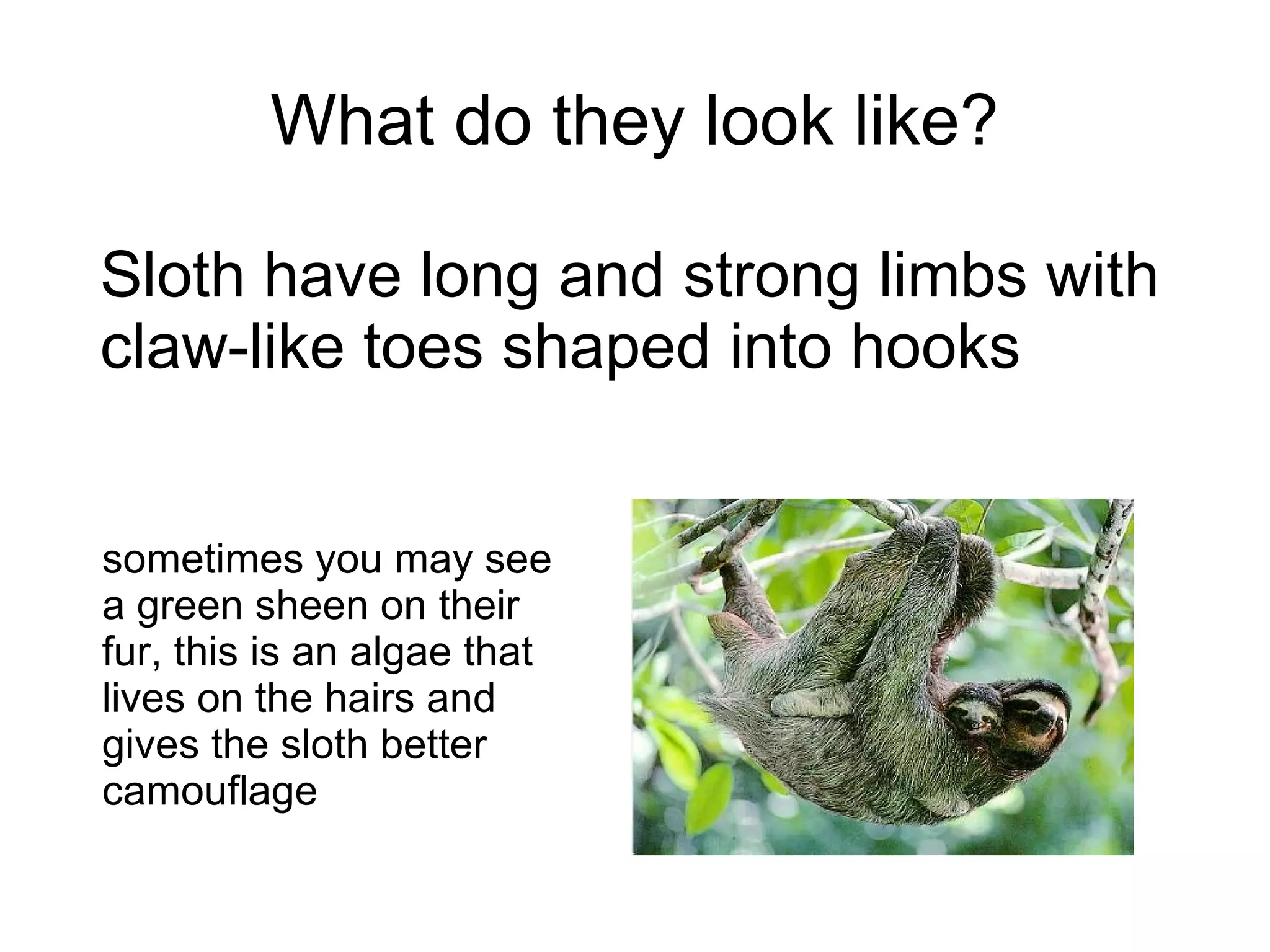 Rainforest homework sloth | PPT