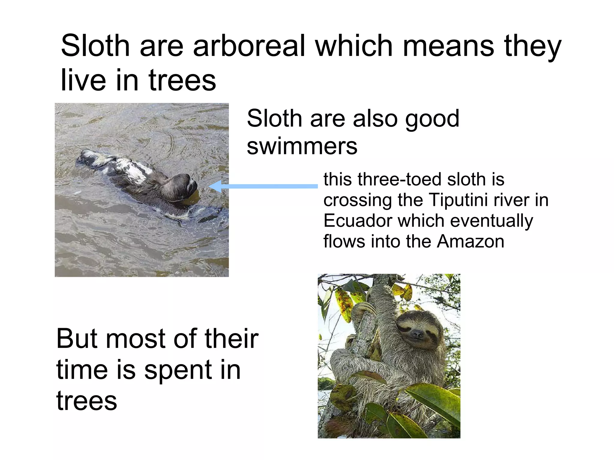 Rainforest homework sloth | PPT