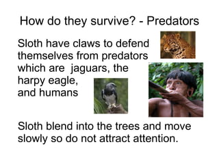 Rainforest homework sloth | PPT