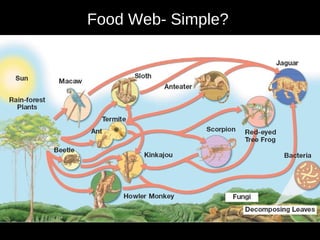 Rainforest Importance | PPT