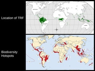 Rainforest Importance | PPT