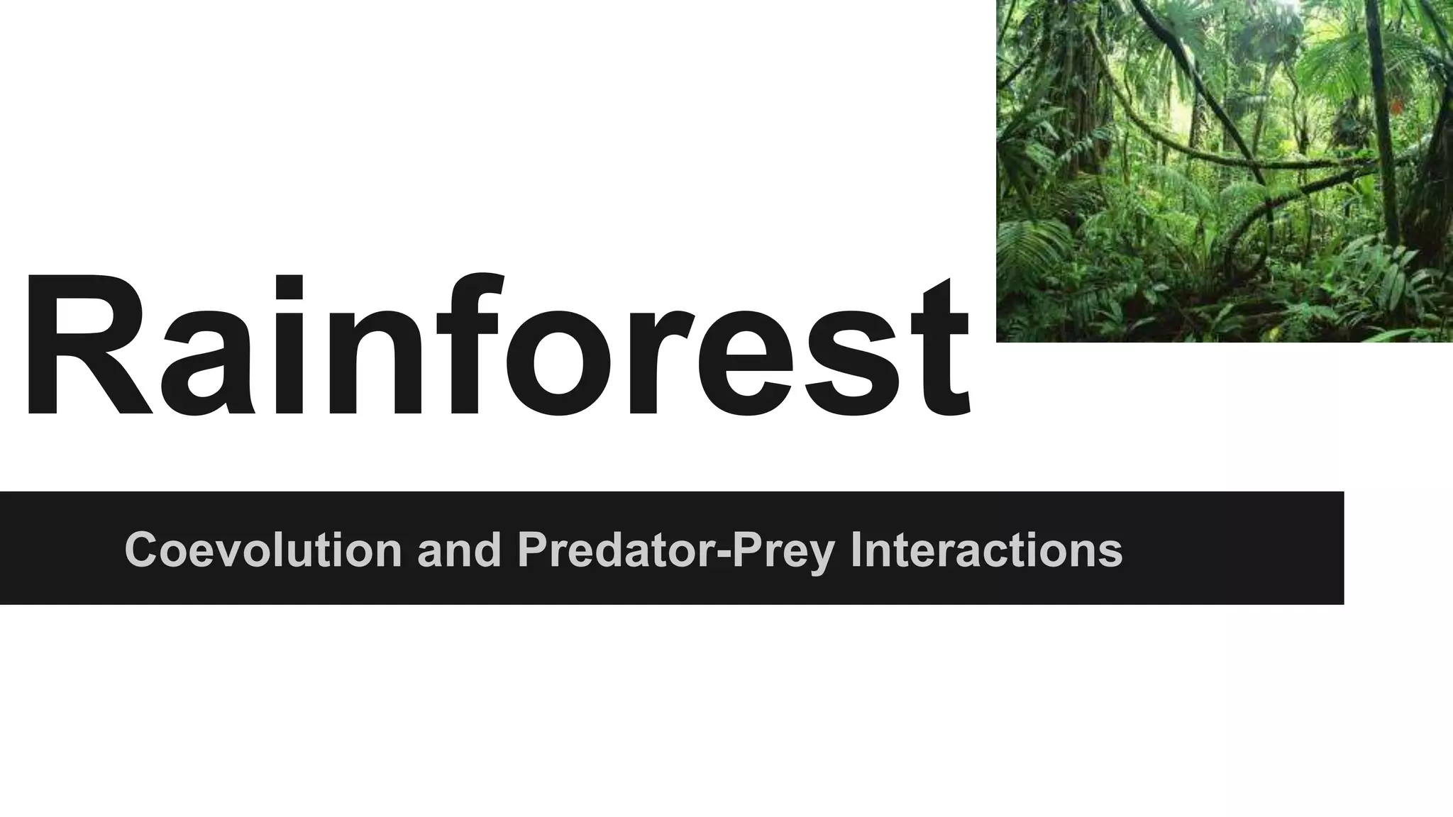 Rainforest Interactions | PPTX