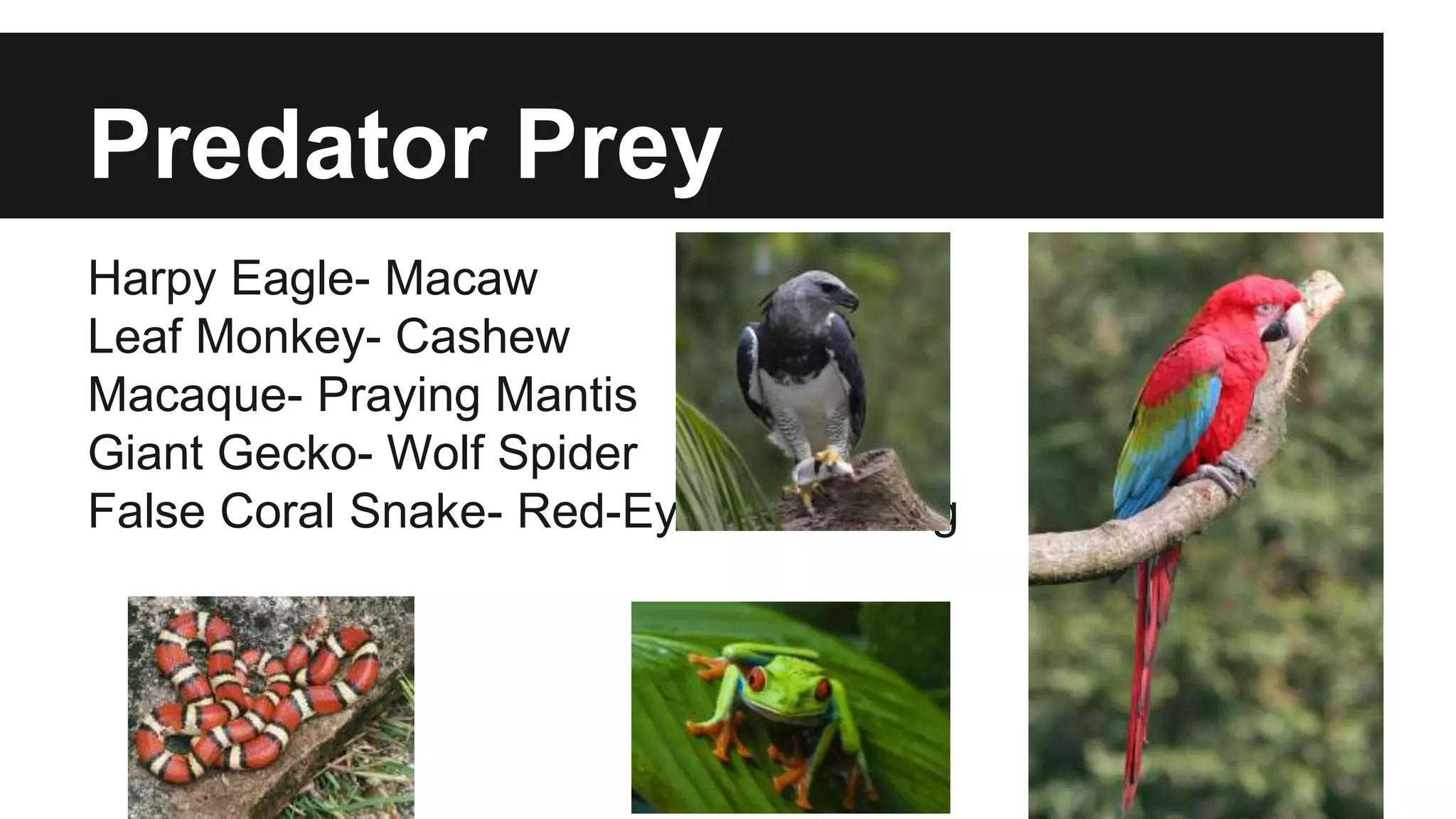 Rainforest Interactions | PPTX