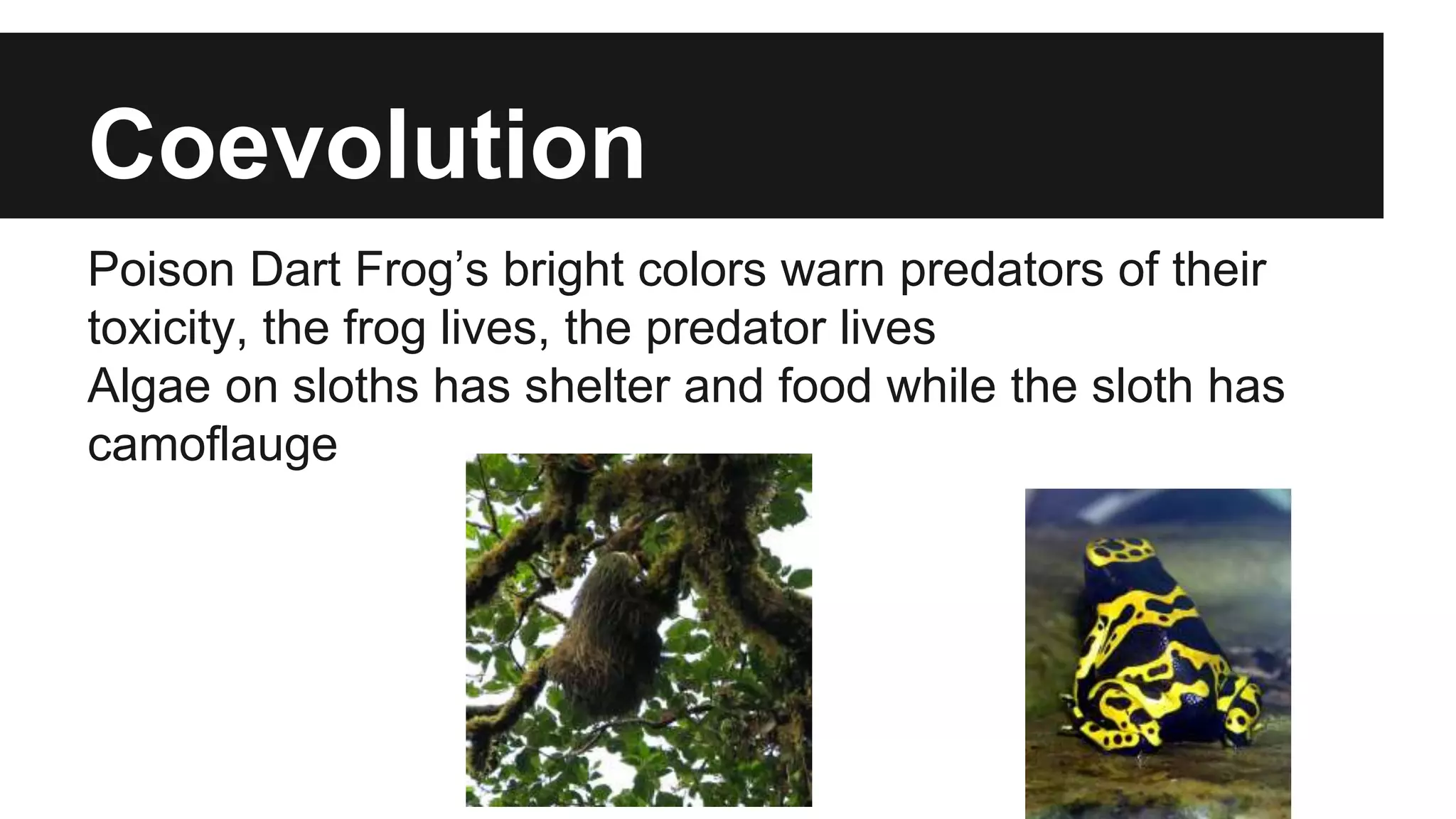 Rainforest Interactions | PPTX