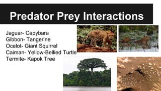 Rainforest Interactions | PPTX