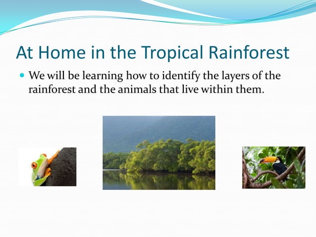 Rainforest Lis | PPT