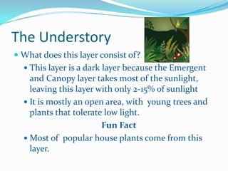 Rainforest Lis | PPT