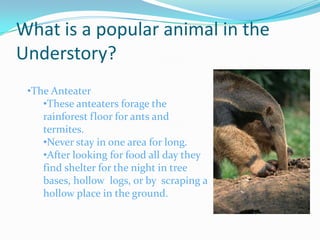 Rainforest Lis | PPT