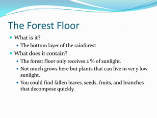 Rainforest Lis | PPT