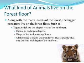 Rainforest Lis | PPT