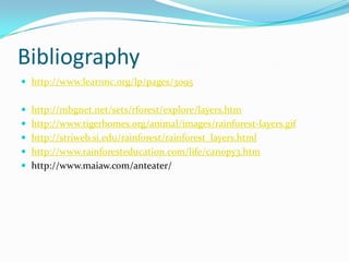 Rainforest Lis | PPT