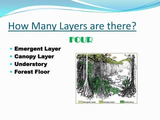 Rainforest Lis | PPT
