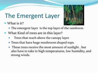 Rainforest Lis | PPTX | Zoos & Aquariums | Attractions