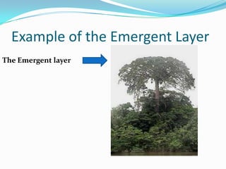 Rainforest Lis | PPT