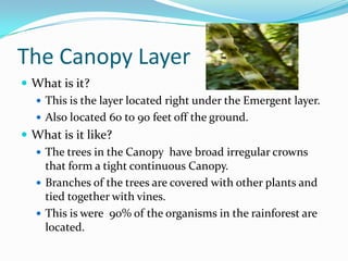 Rainforest Lis | PPTX | Zoos & Aquariums | Attractions