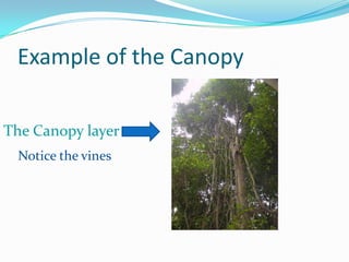Rainforest Lis | PPT